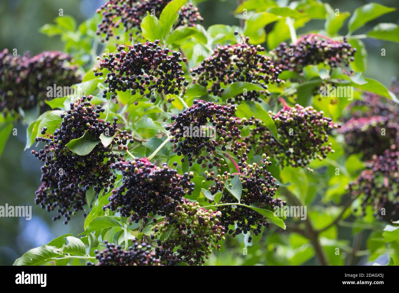 European black elder, Elderberry, Common elder (Sambucus nigra ...
