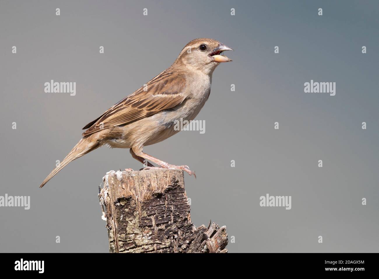 Italian sparrow, Cisalpine sparrow (Passer italiae), side view of an ...