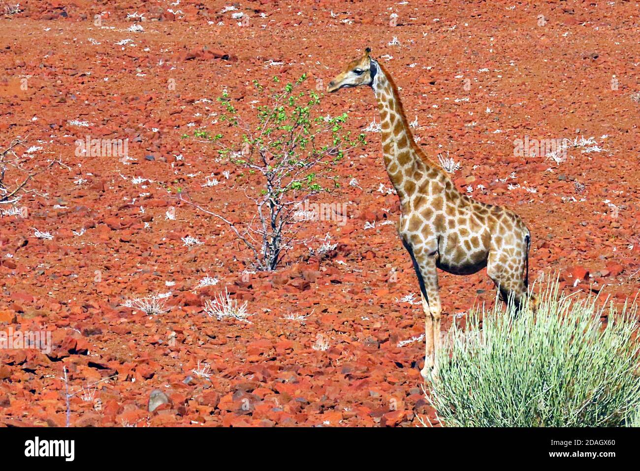 A South African desert Giraffe (Giraffa giraffa giraffa) in the rocky desert of Torra ...