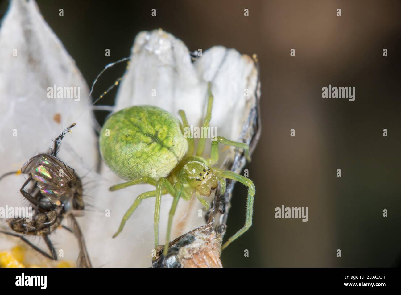 green cribellate spider (Nigma walckenaeri), on a flower, Germany Stock ...