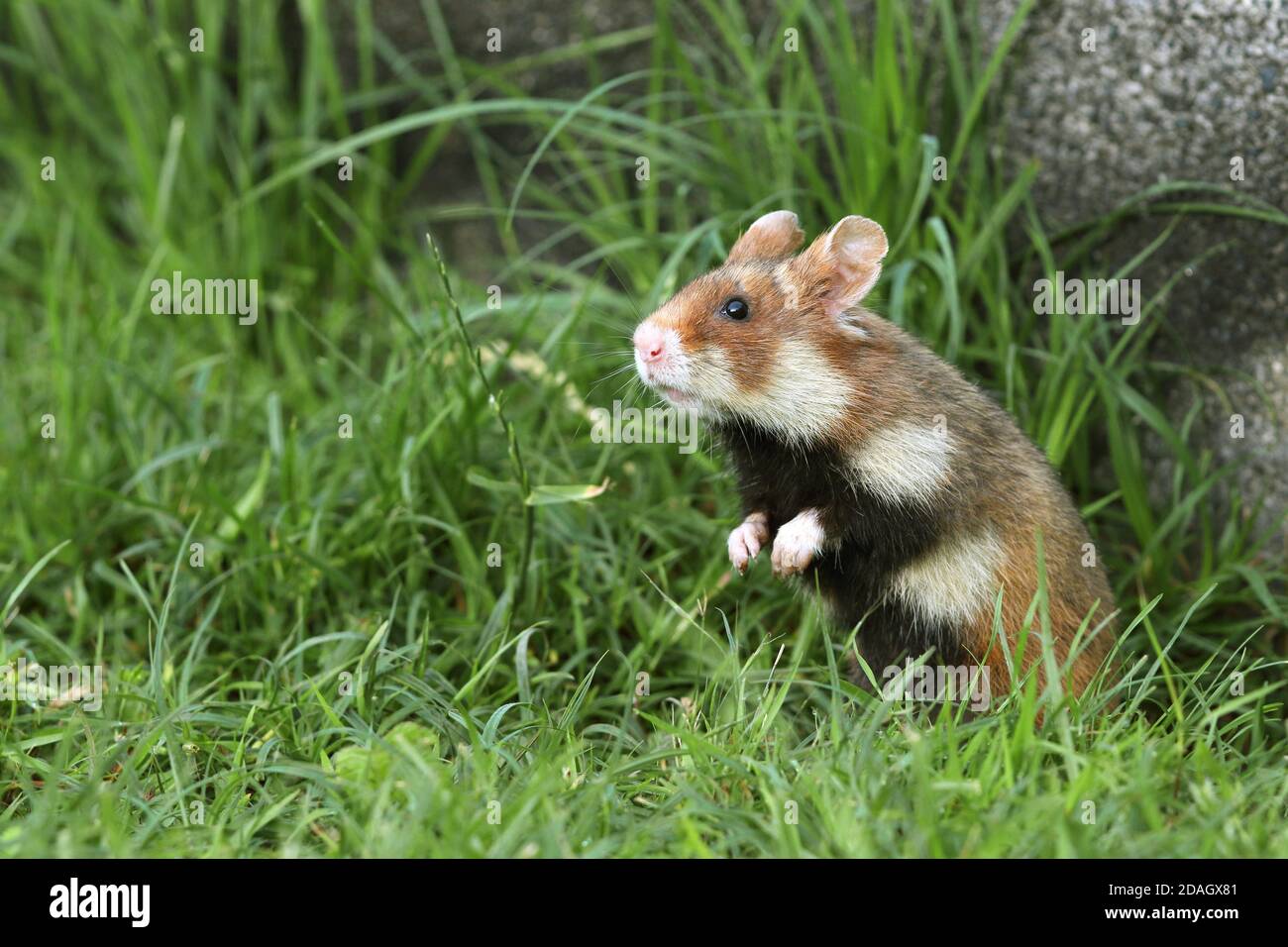 common hamster, black-bellied hamster (Cricetus cricetus), standing ...