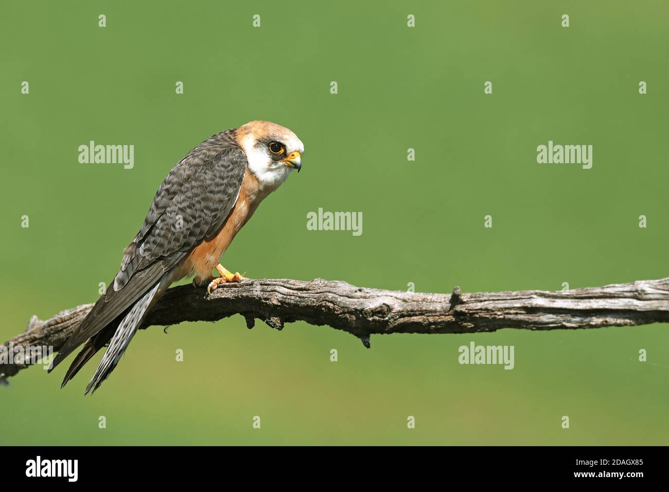 western red-footed falcon (Falco vespertinus), female perching on a ...
