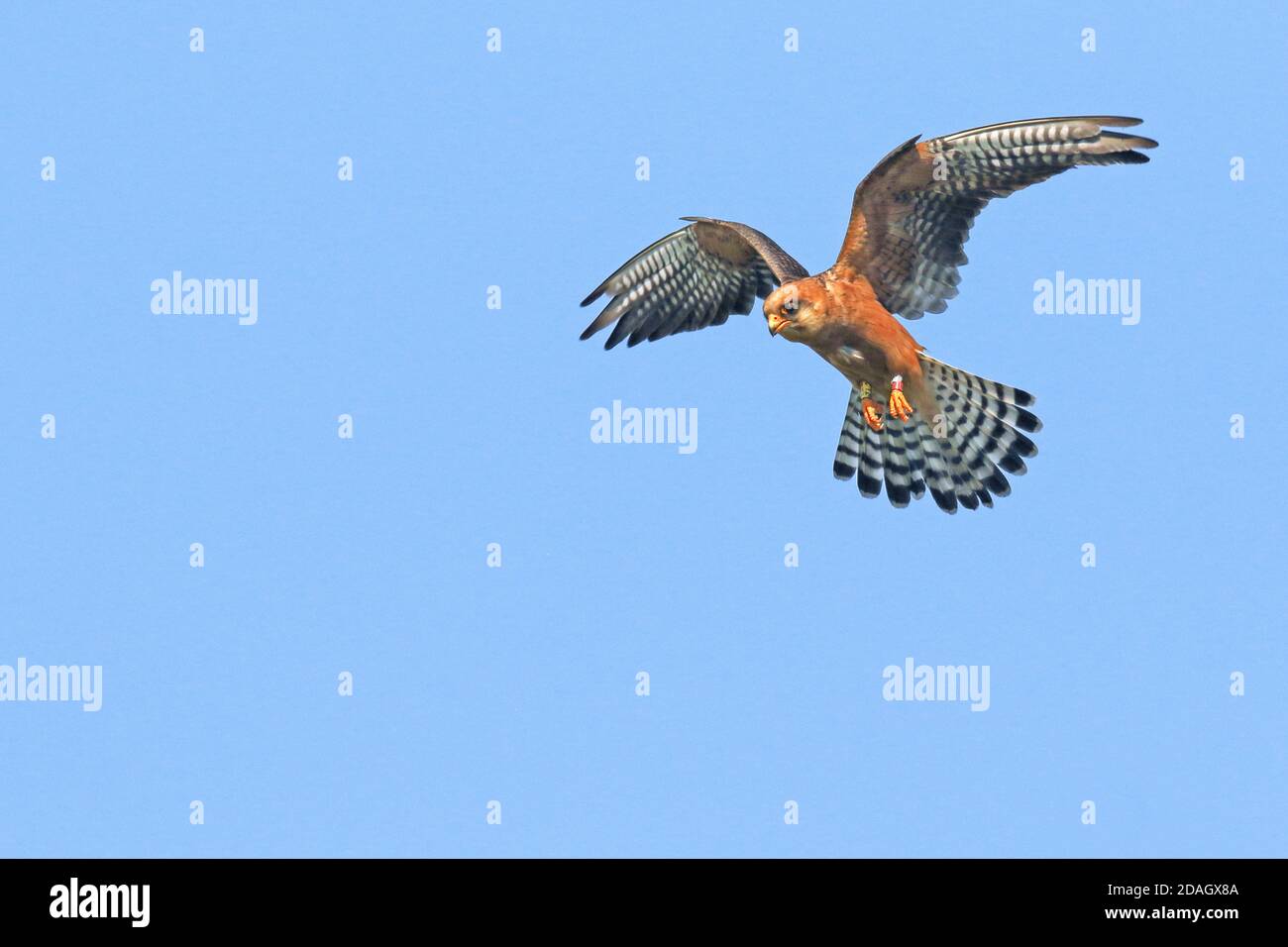 western red-footed falcon (Falco vespertinus), female hovering, Hungary ...