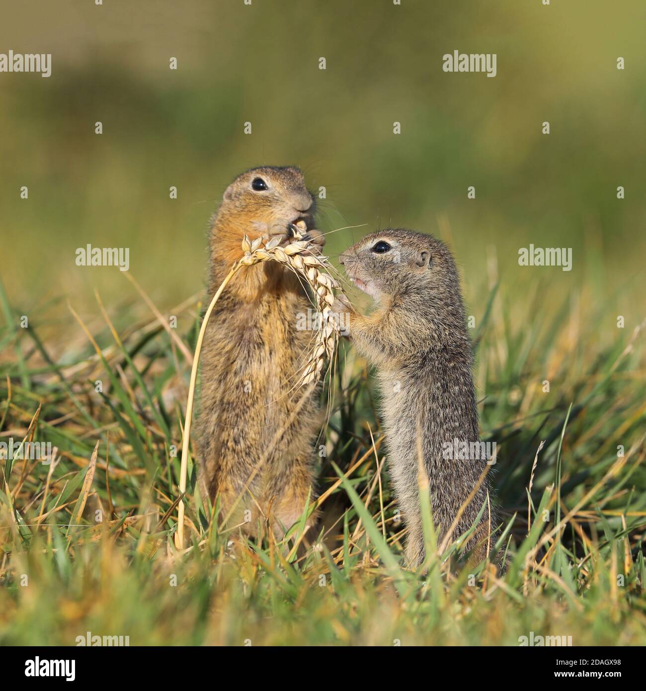European ground squirrel, European suslik, European souslik (Citellus ...