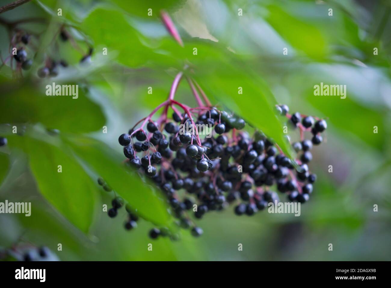 European black elder, Elderberry, Common elder (Sambucus nigra ...