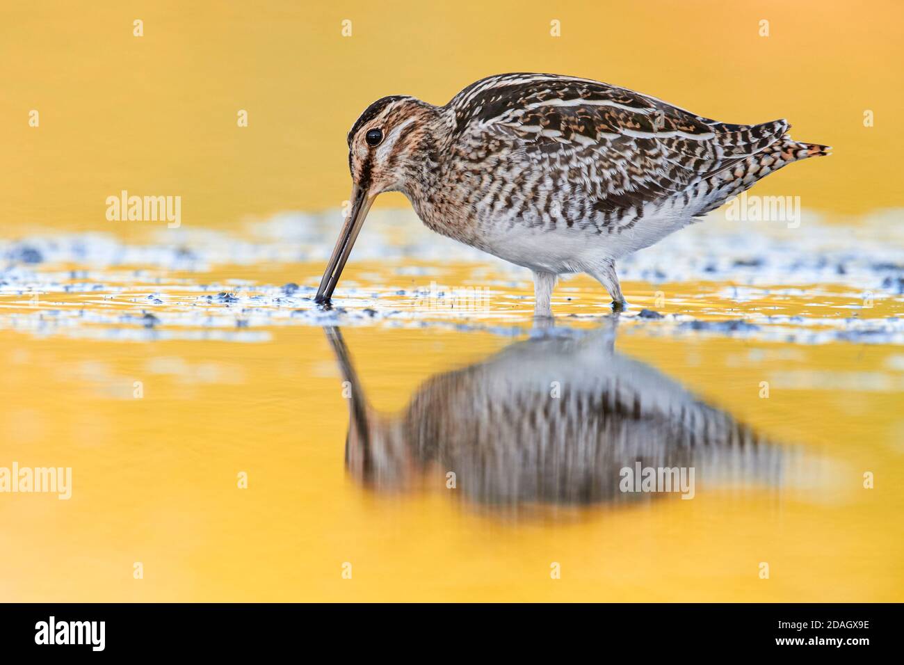 common snipe (Gallinago gallinago), side view of an adult looking for ...