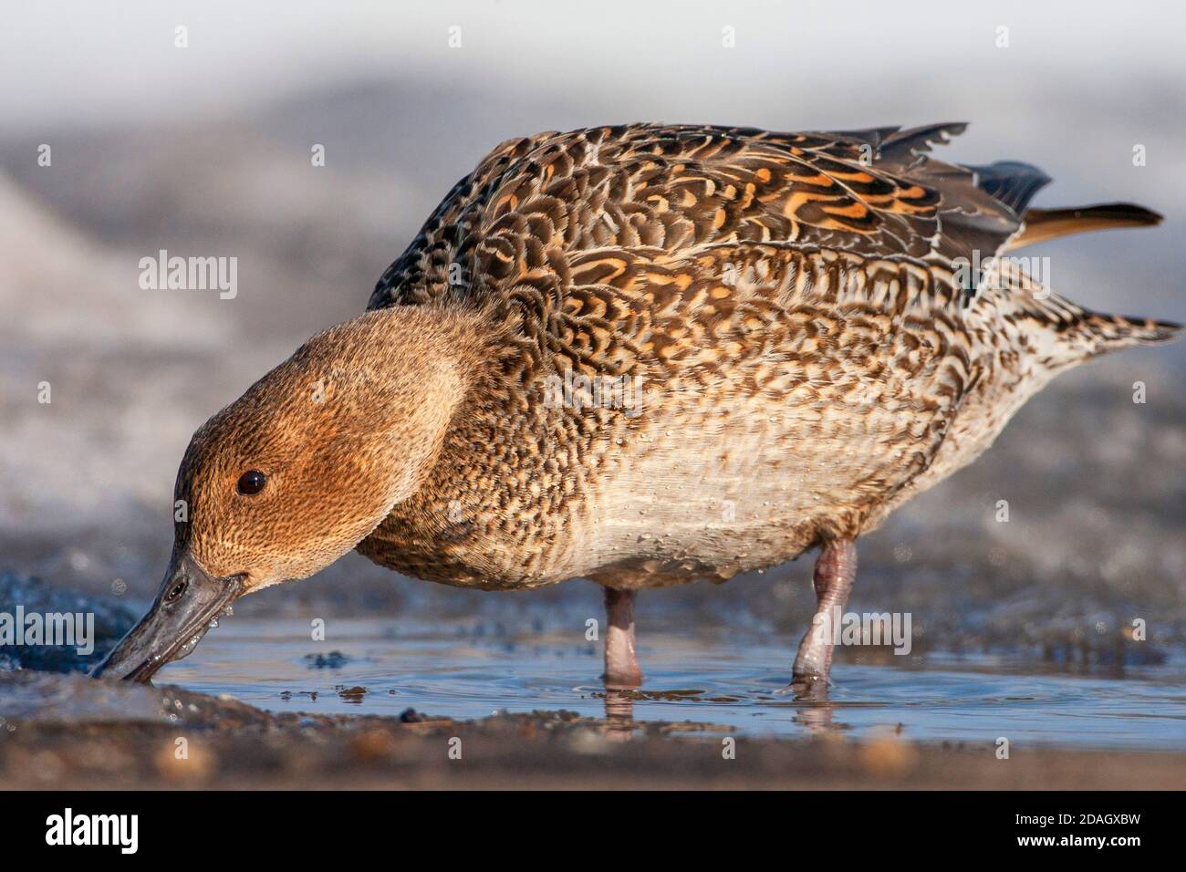 northern pintail (Anas acuta), female foraging in shallow puddle, Japan ...