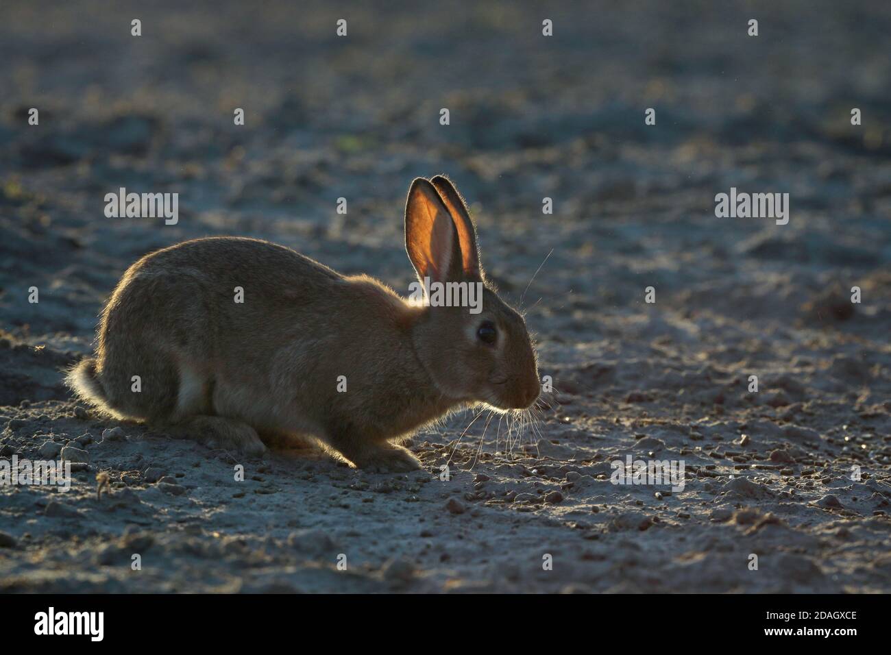European rabbit (Oryctolagus cuniculus), sitting on an acre at sunset ...