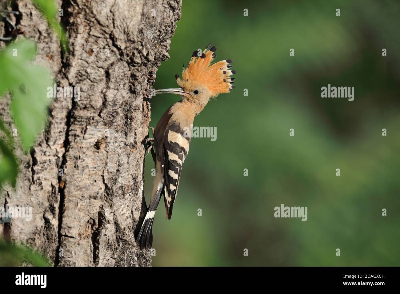 Hoopoe Bird High Resolution Stock Photography and Images - Alamy