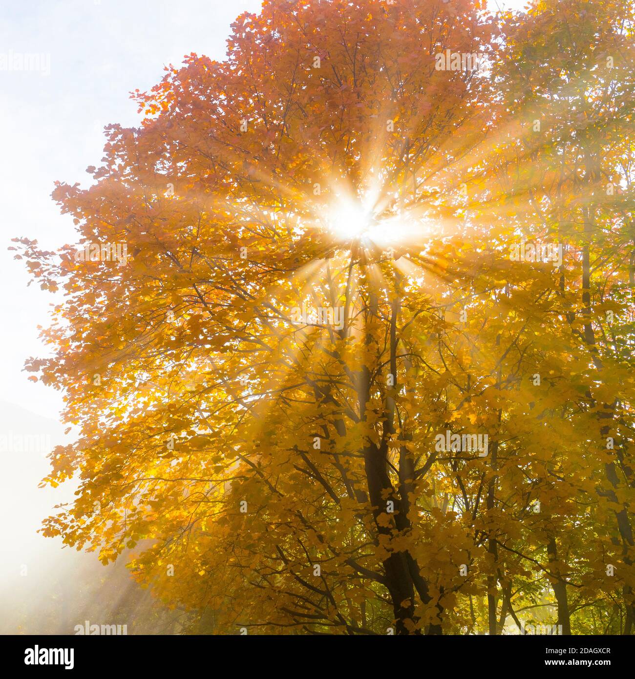 sycamore maple, great maple (Acer pseudoplatanus), plant in autumn ...