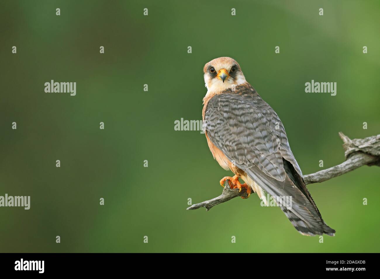 western red-footed falcon (Falco vespertinus), female perched on a tree ...