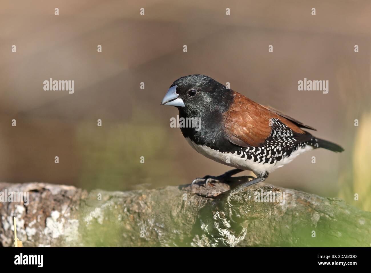 Lonchura bicolor hi-res stock photography and images - Alamy