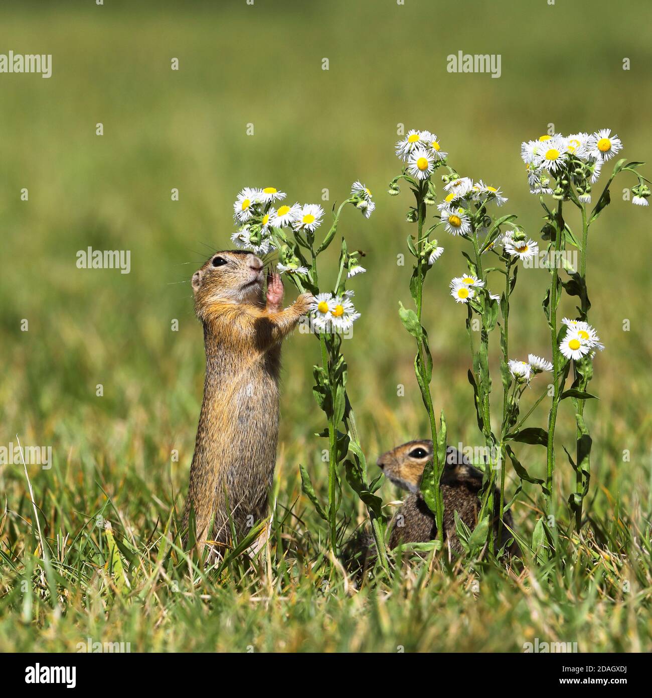 European ground squirrel, European suslik, European souslik (Citellus ...