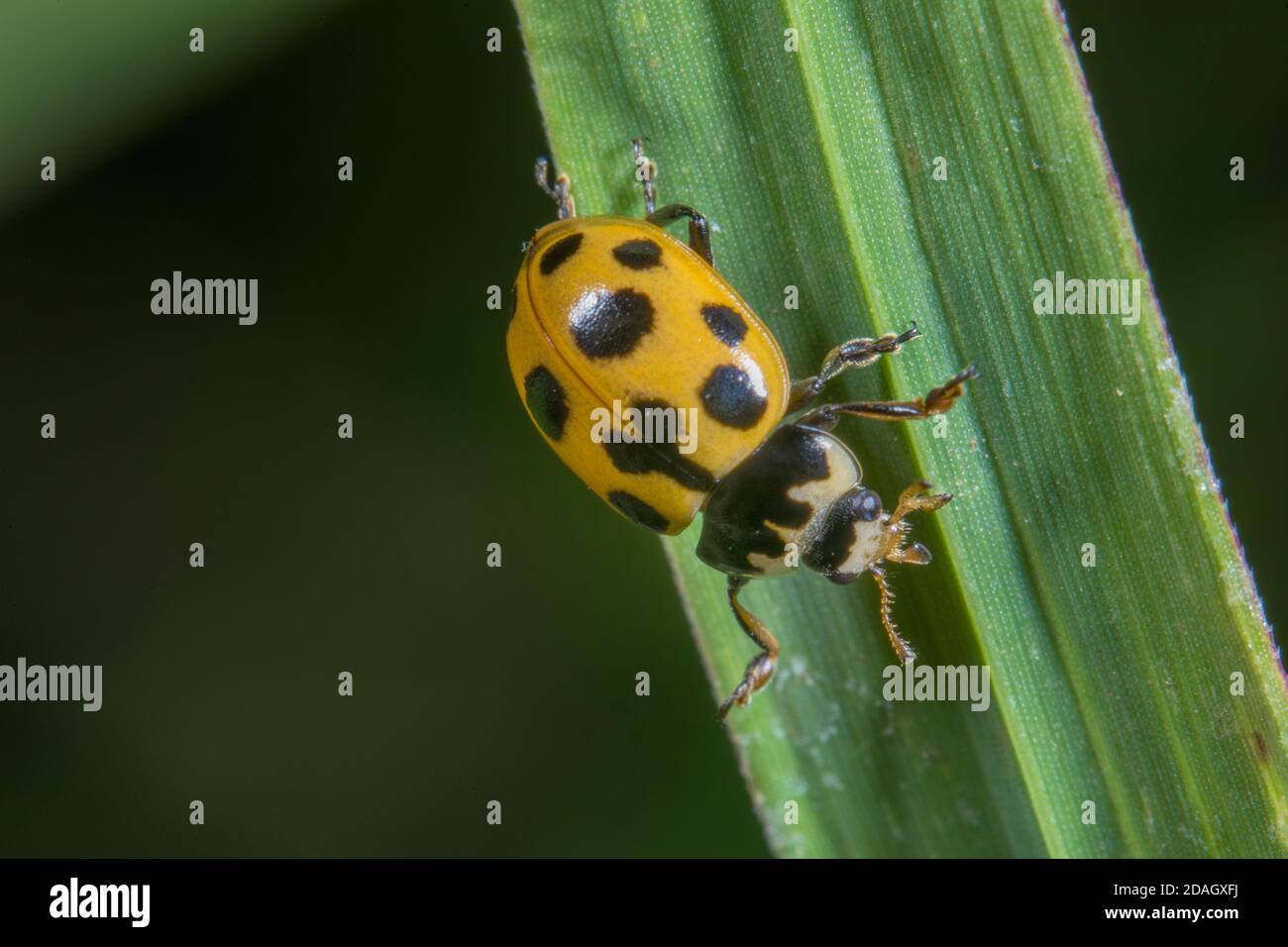 thirteen-spot ladybeetle (Hippodamia tredecimpunctata), sits on a leaf ...