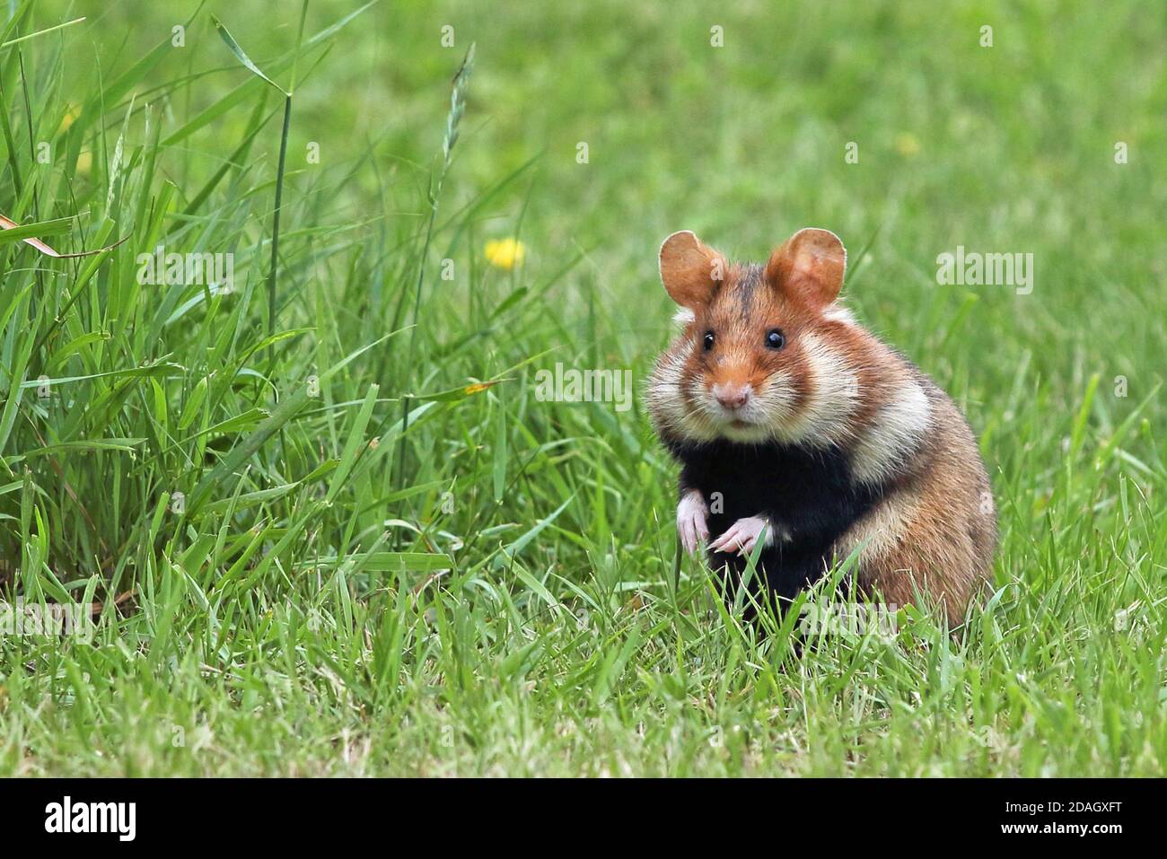 common hamster, black-bellied hamster (Cricetus cricetus), standing ...
