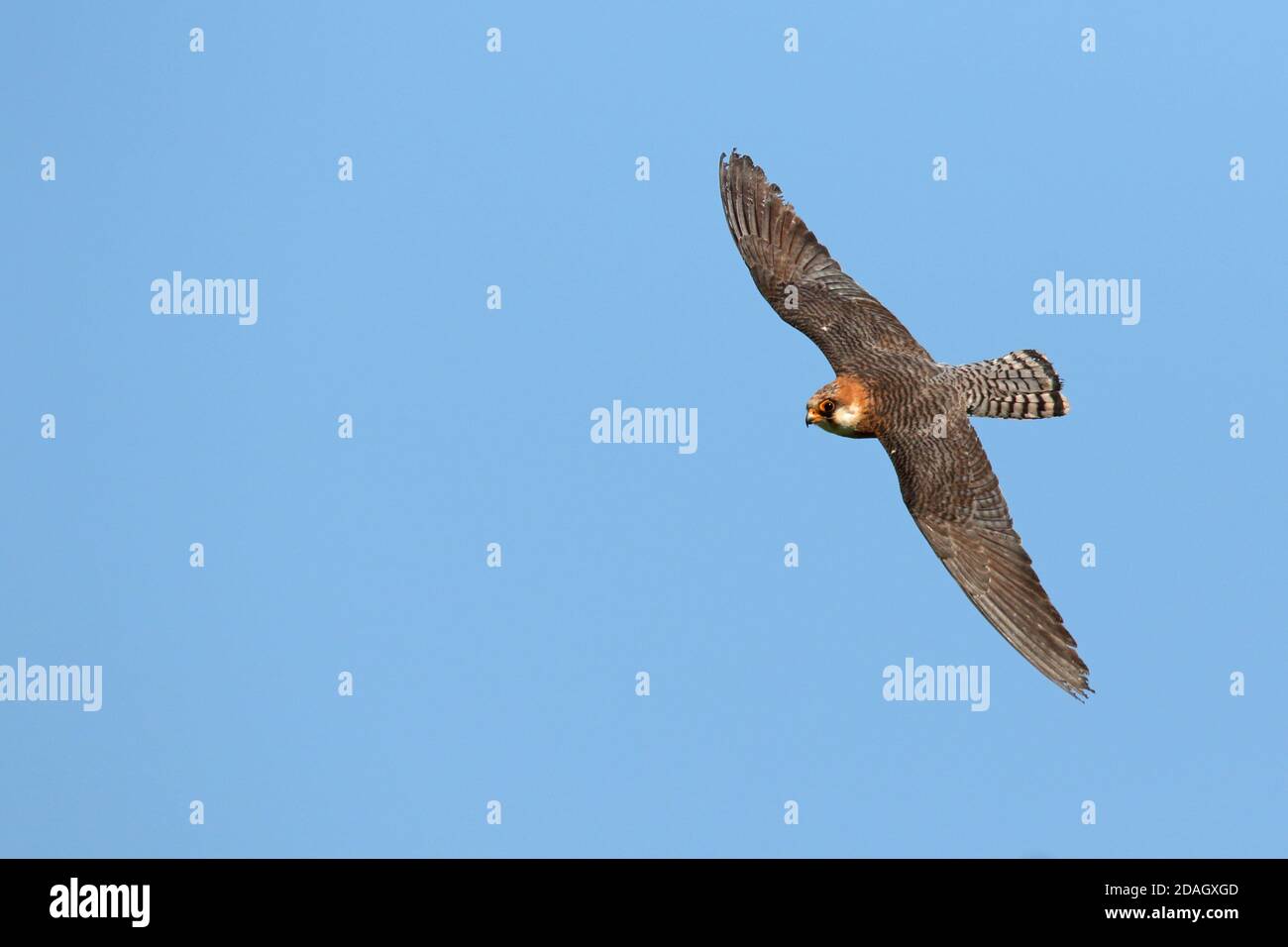 western red-footed falcon (Falco vespertinus), female in flight ...