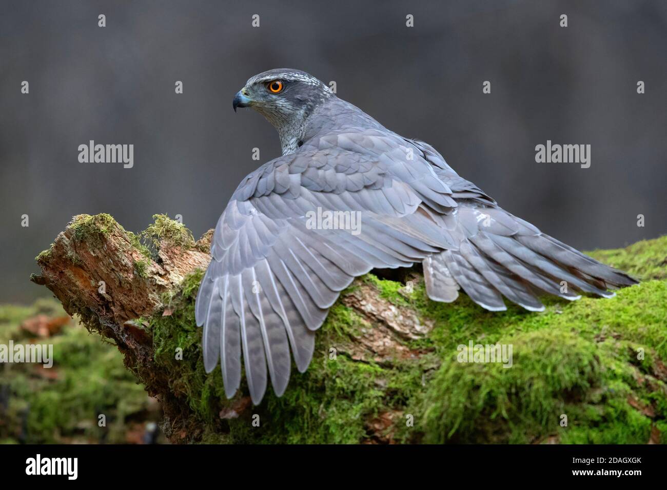 Mantling hi-res stock photography and images - Alamy