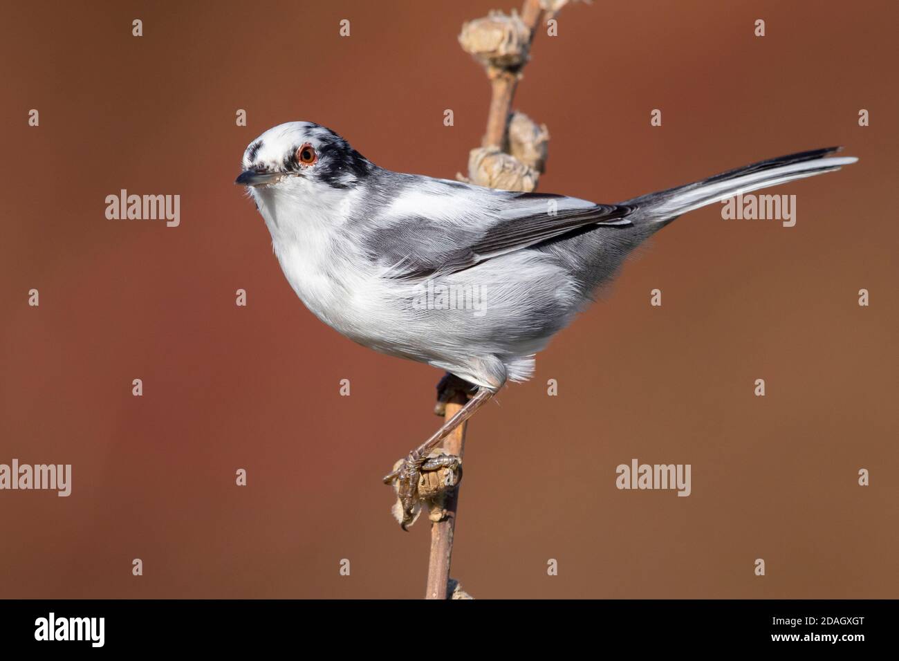 Leucistic animals hi-res stock photography and images - Alamy