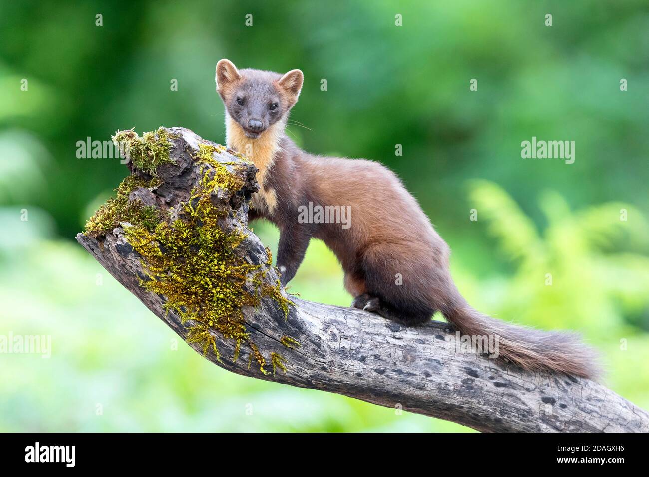 Baum marten hi-res stock photography and images - Alamy