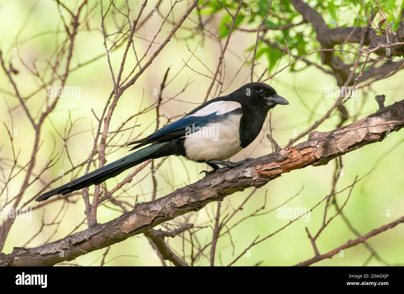 Korean National Bird