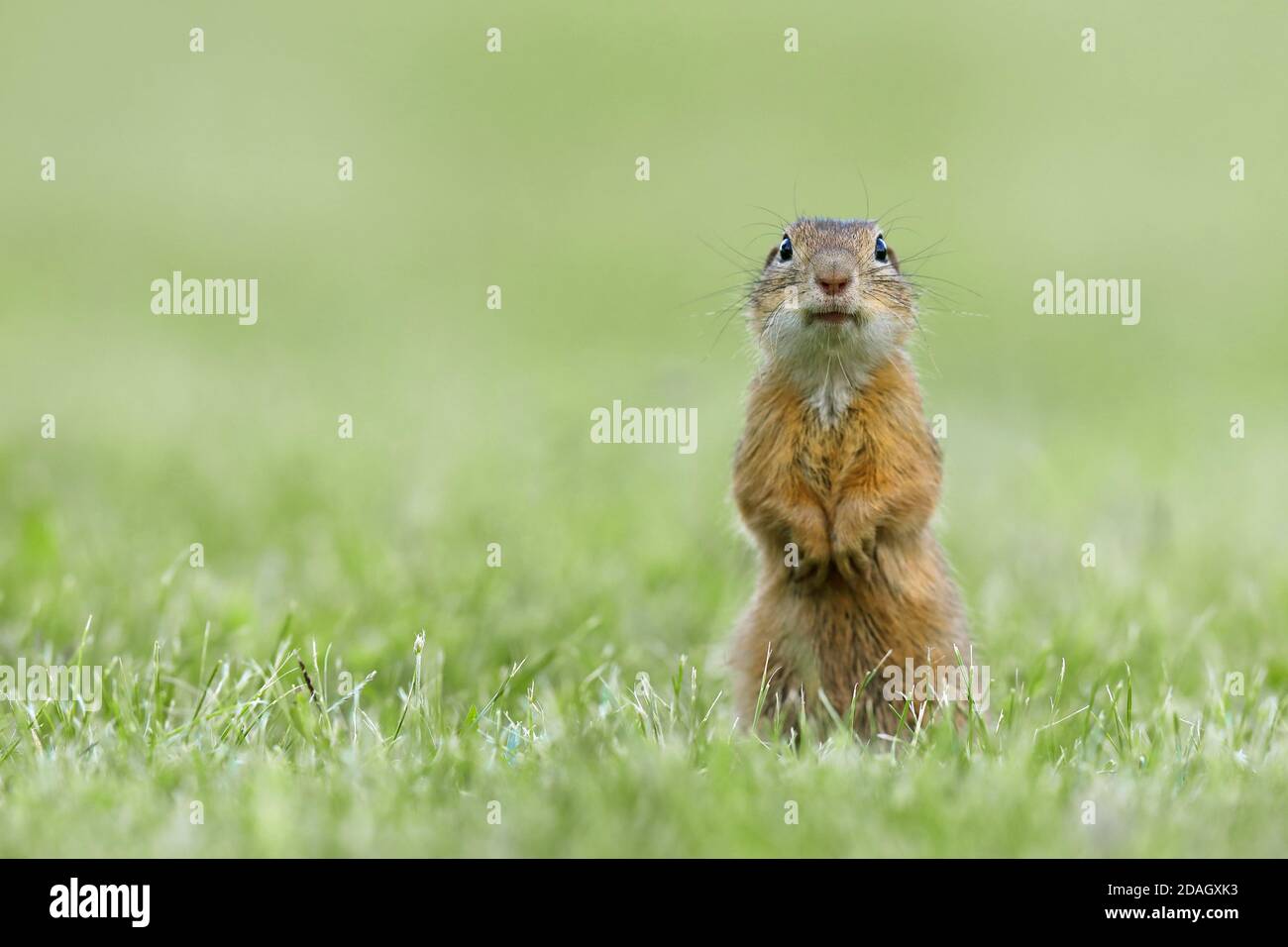 European ground squirrel, European suslik, European souslik (Citellus ...
