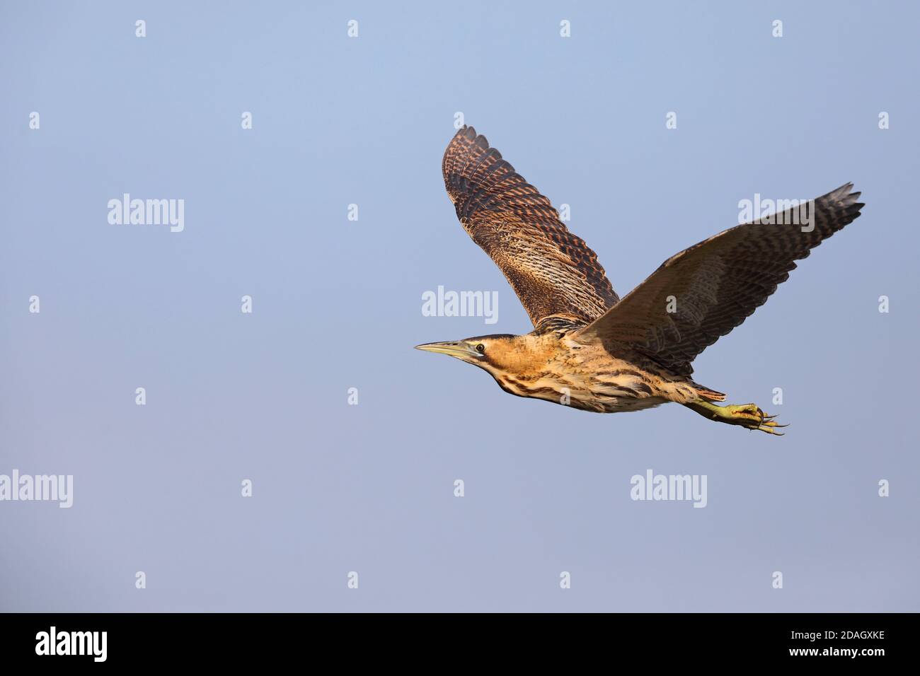 Eurasian bittern (Botaurus stellaris), in flight, Netherlands, Frisia ...