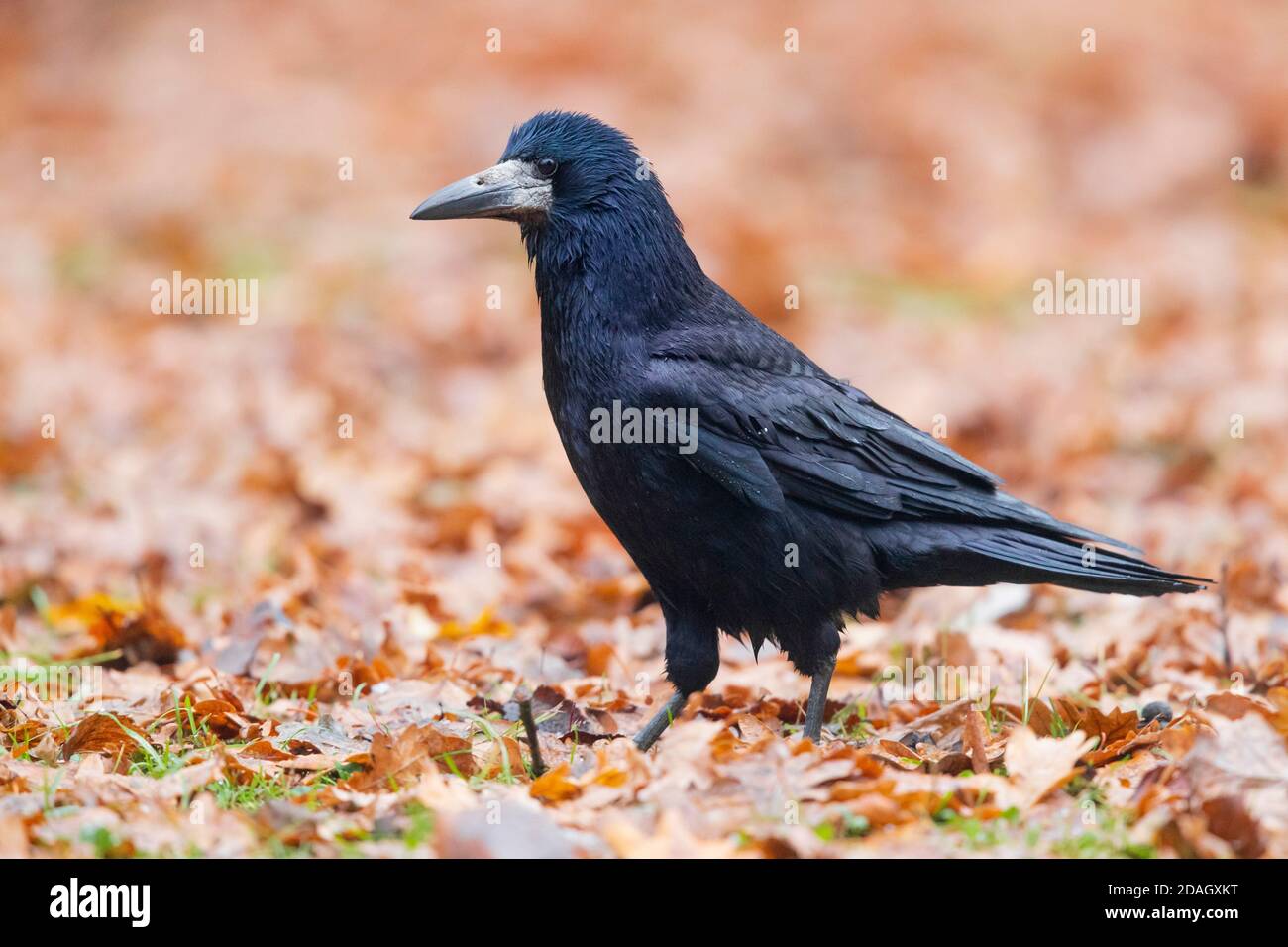 Rook side view hi-res stock photography and images - Alamy