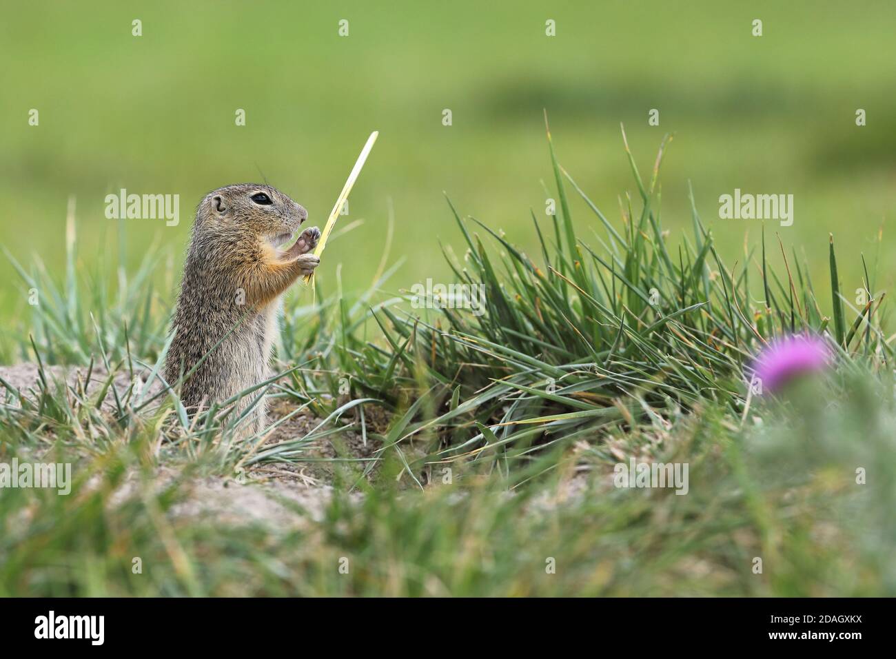 European ground squirrel, European suslik, European souslik (Citellus ...
