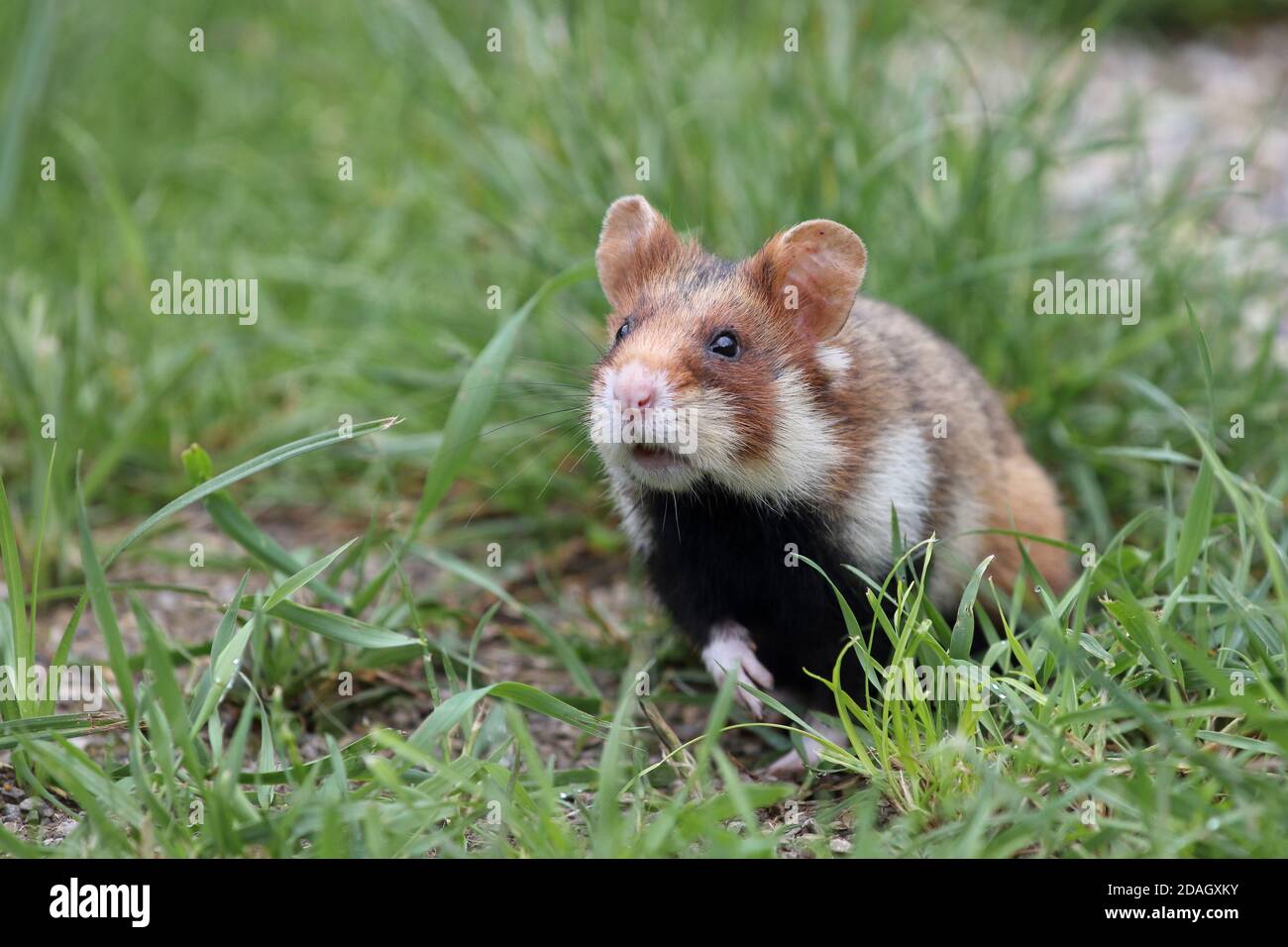 common hamster, black-bellied hamster (Cricetus cricetus), sitting in a ...