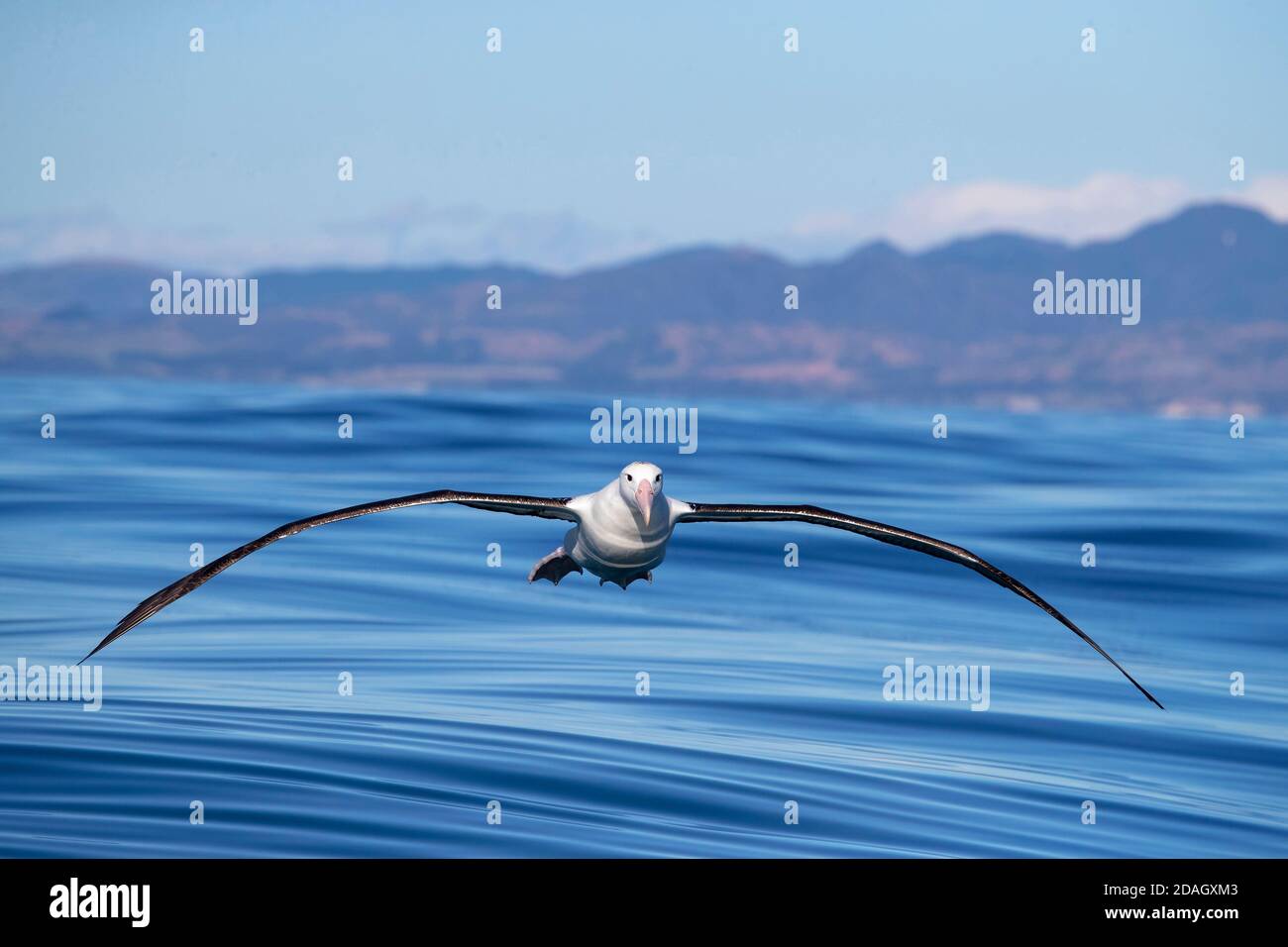 Northern Royal Albatross, toroa (Diomedea sanfordi), in landing ...