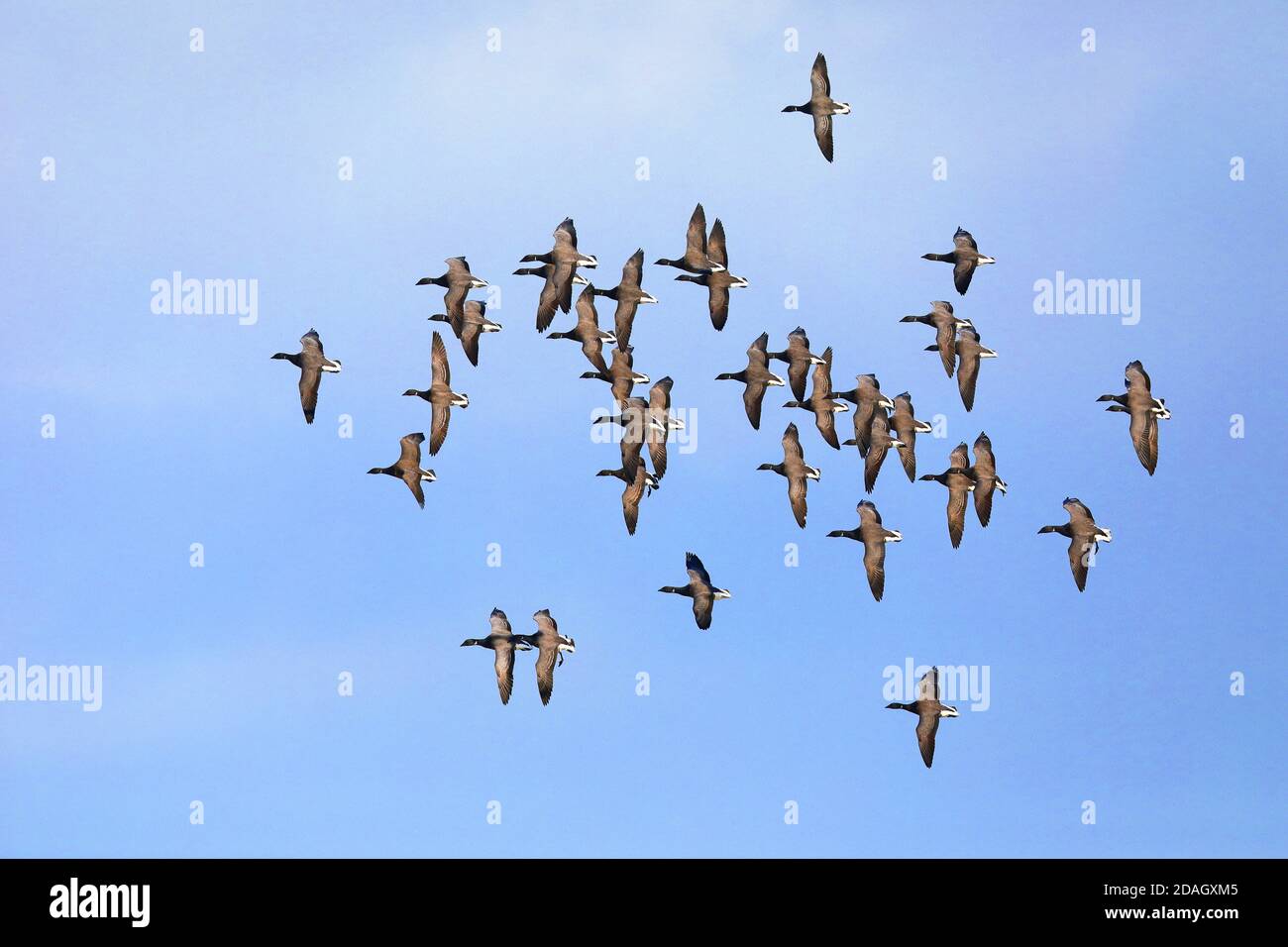 Brant goose hi-res stock photography and images - Alamy