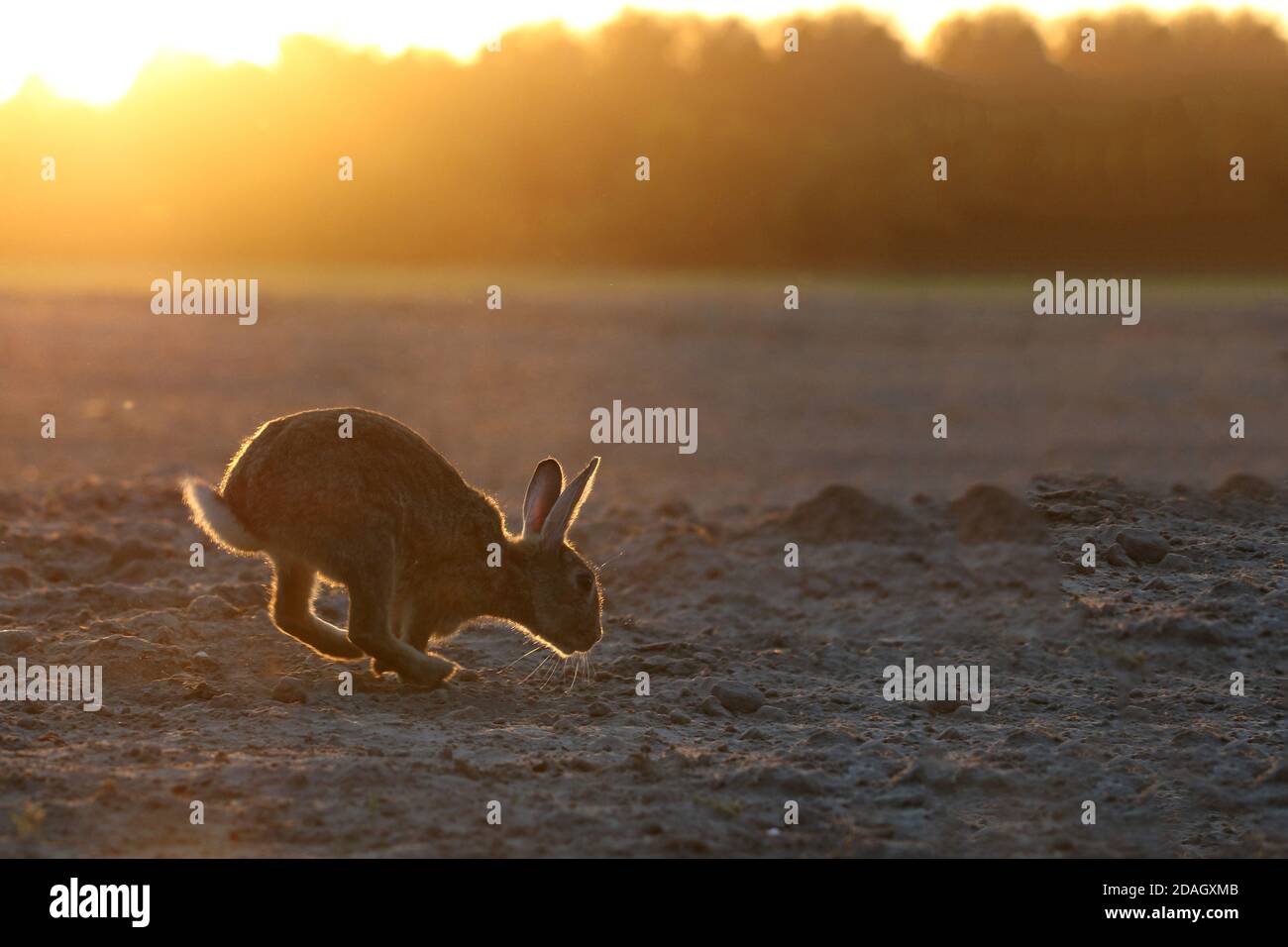 European rabbit (Oryctolagus cuniculus), scampering on an acre at ...