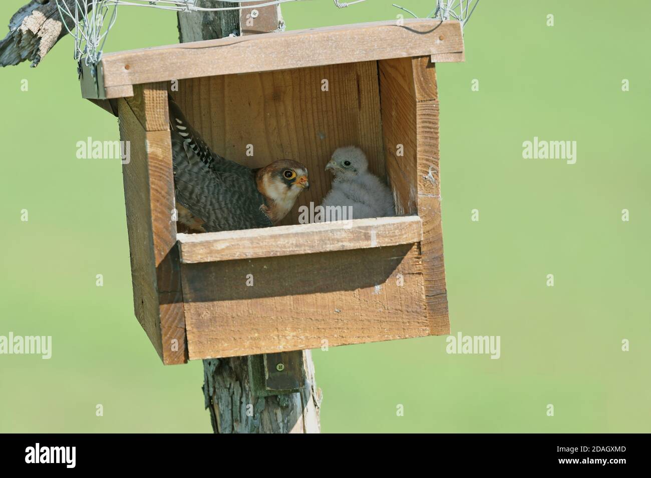 western red-footed falcon (Falco vespertinus), female perching in a ...