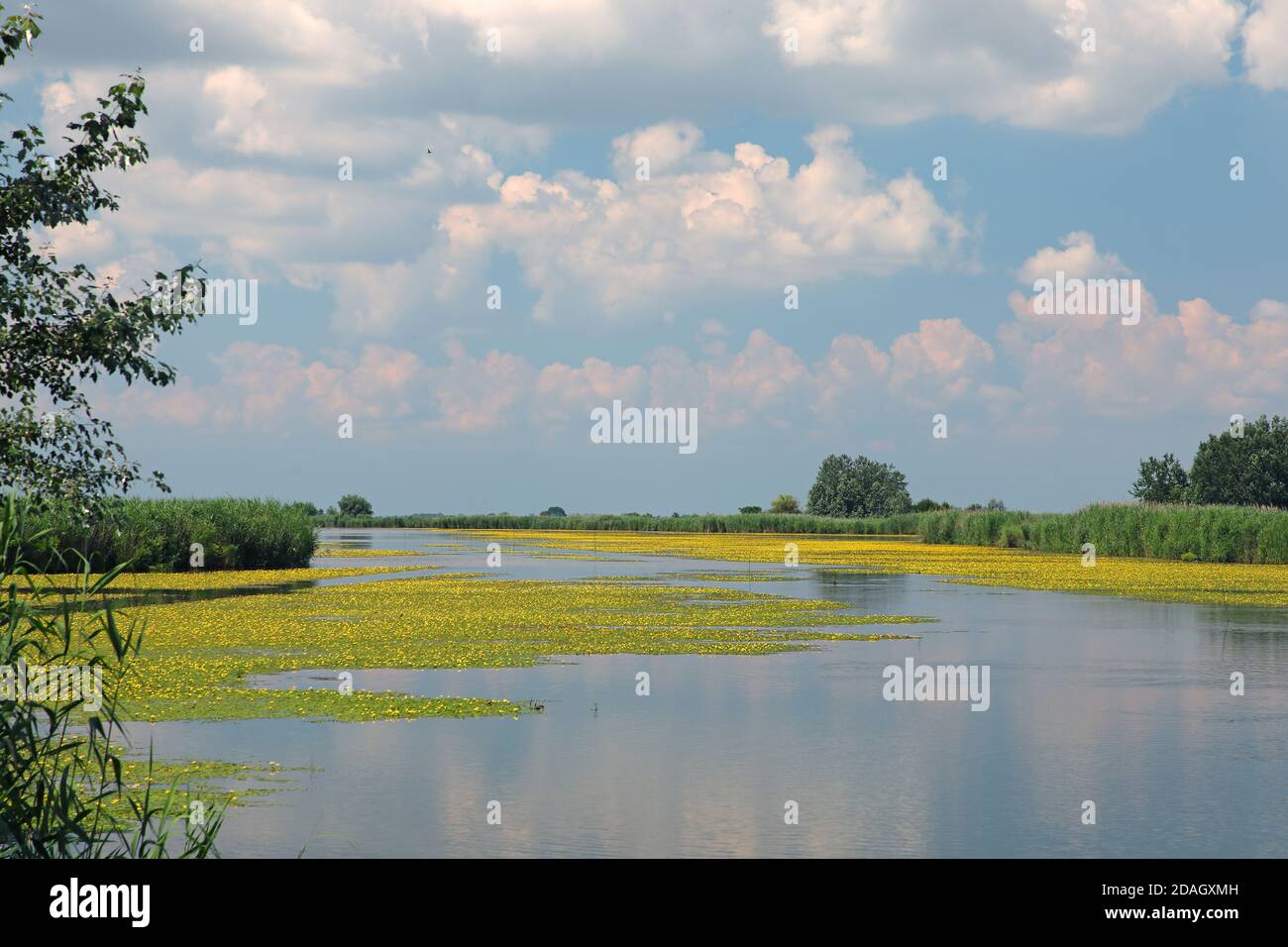 Yellow floating heart, Fringed Water Lily (Nymphoides peltata ...