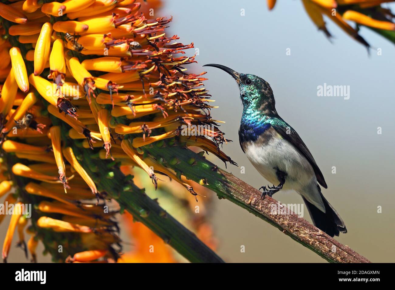 African sunbirds hi-res stock photography and images - Alamy