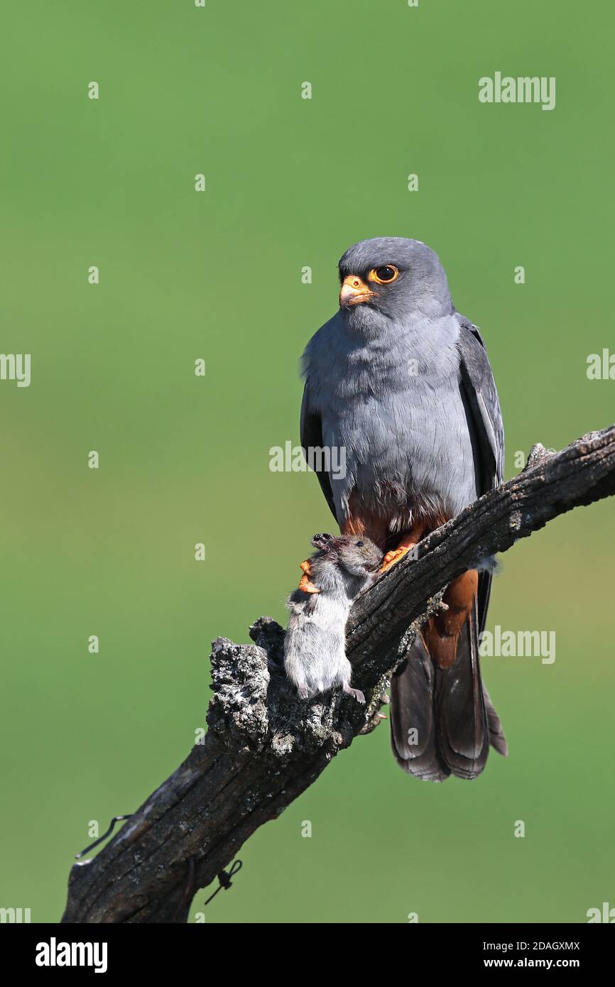 western red-footed falcon (Falco vespertinus), male perching on a ...