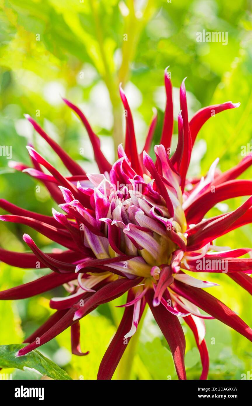 Hollyhill spider woman hi-res stock photography and images - Alamy