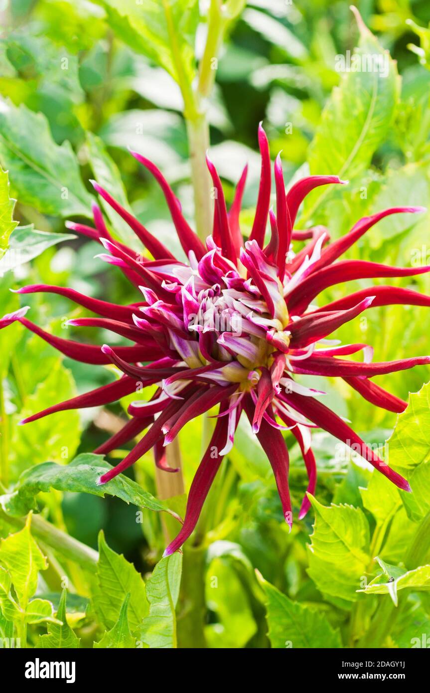 Spider dahlia hi-res stock photography and images - Alamy