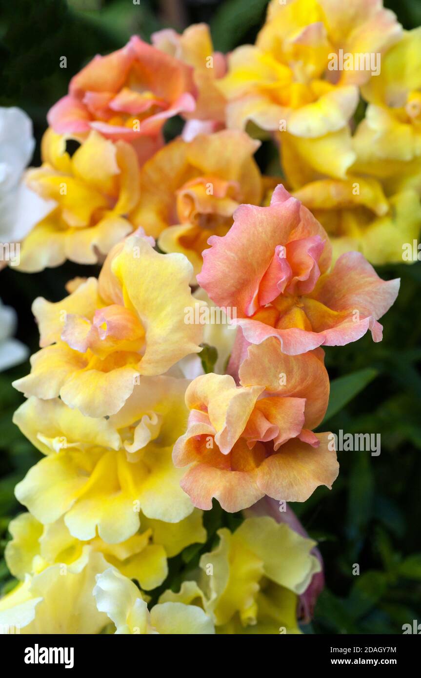 Double snapdragon flowers hi-res stock photography and images - Alamy