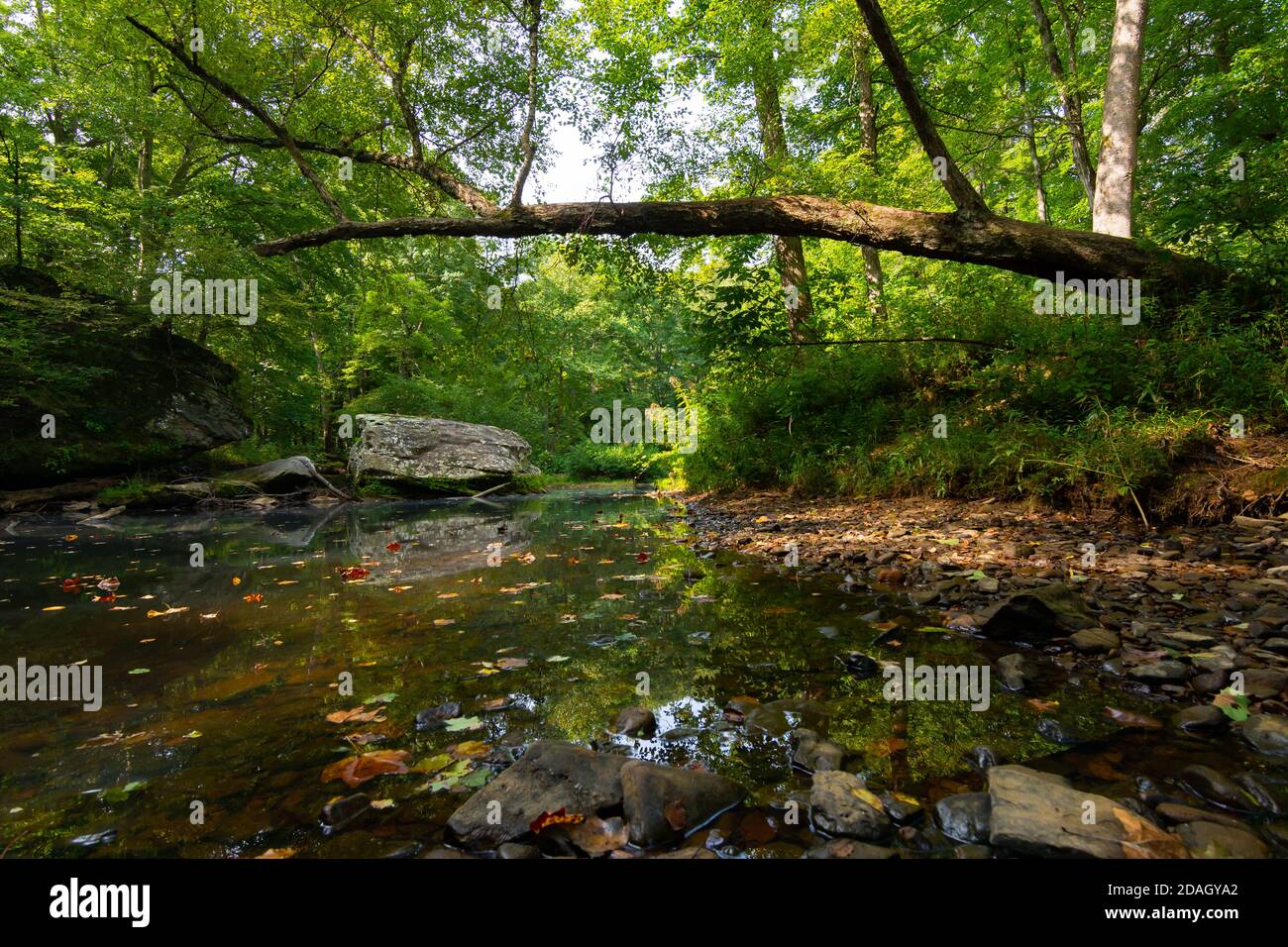 Landscape along the hiking trail at Bell Smith Springs. Shawnee ...