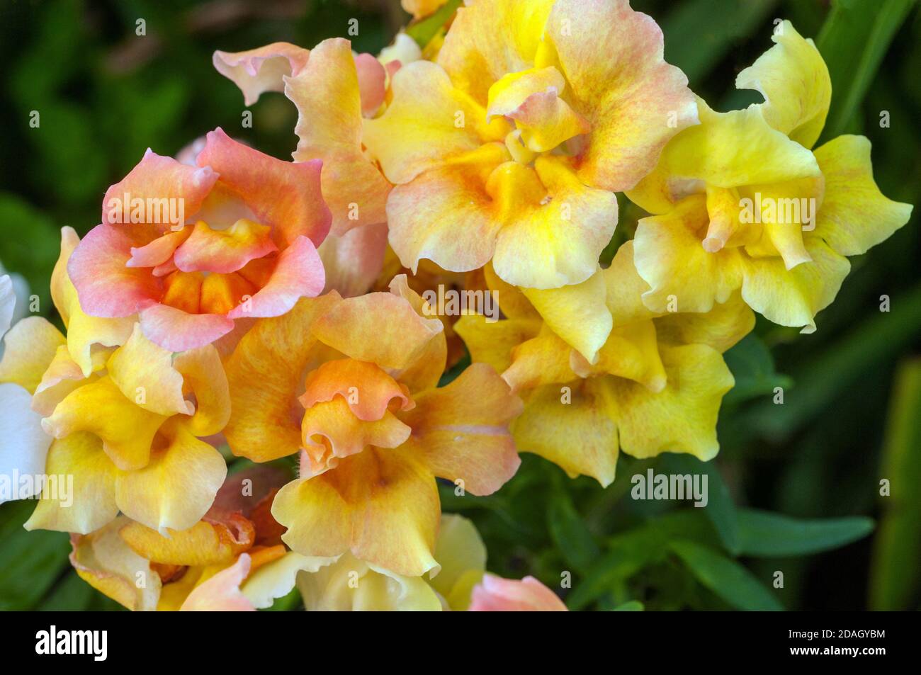 Close up of Antirrhinum Twinny a double flowered dwarf compact plant ...