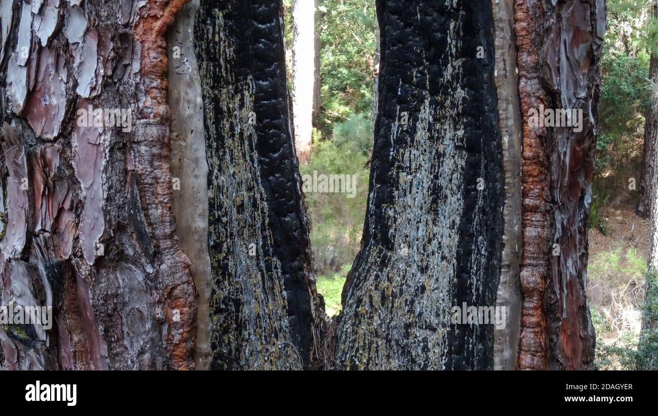 Burned pine tree with renewed bark Stock Photo - Alamy