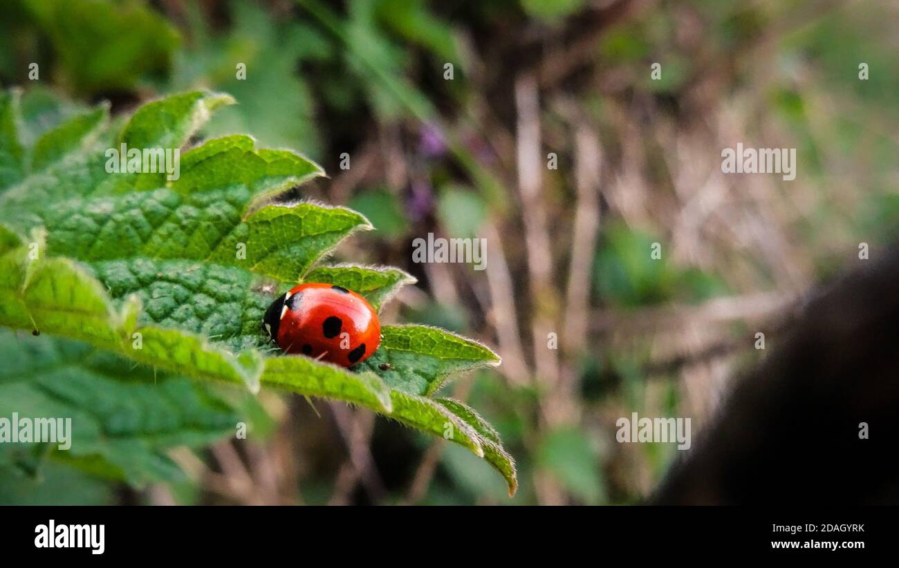 Ladybug sitting on a fresh green leaf Stock Photo - Alamy