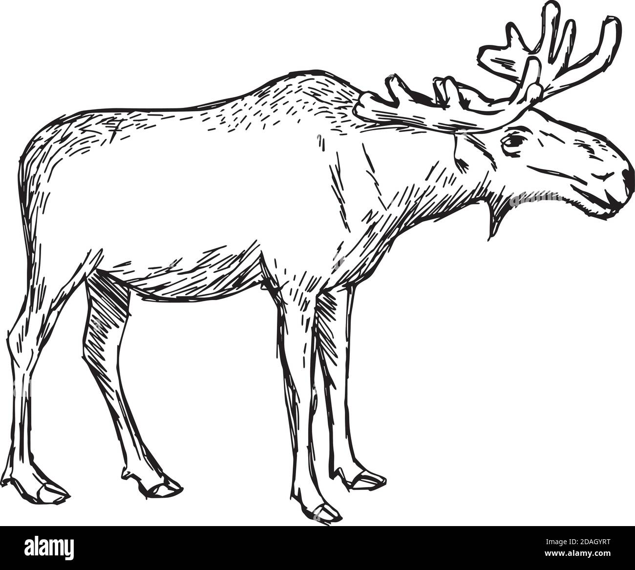 illustration vector doodle hand drawn of sketch moose isolated on white ...