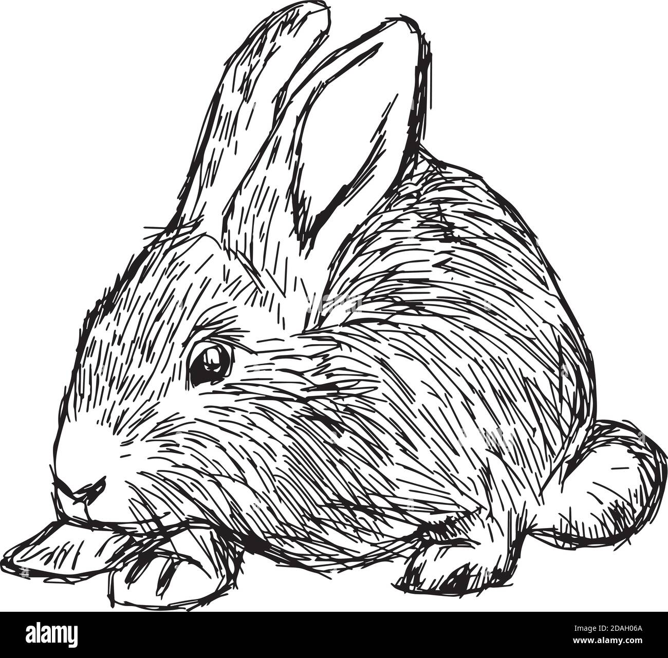 illustration vector hand drawn doodle rabbit isolated on white Stock ...