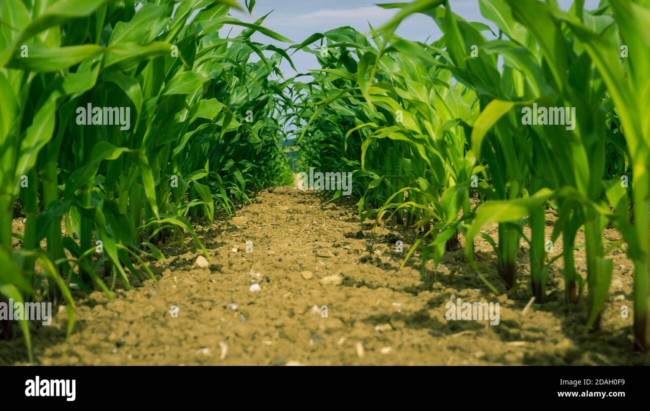 Looking down a row of fresh corn plants, from a low angle Stock Photo ...