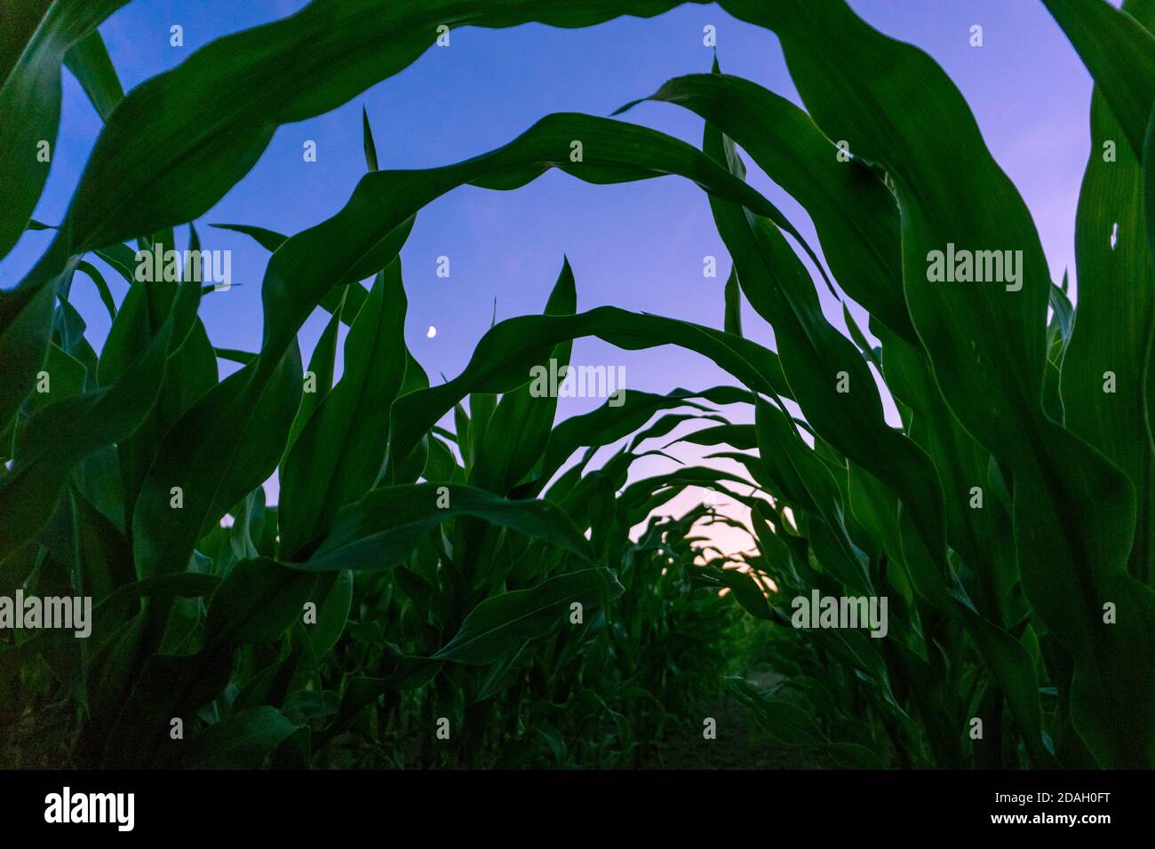 Looking down a row of corn plants at twilight, from a low angle Stock ...