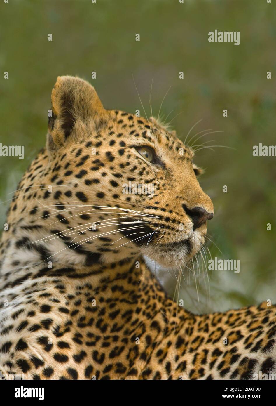 Leopard, Kruger National Park, South Africa Stock Photo - Alamy