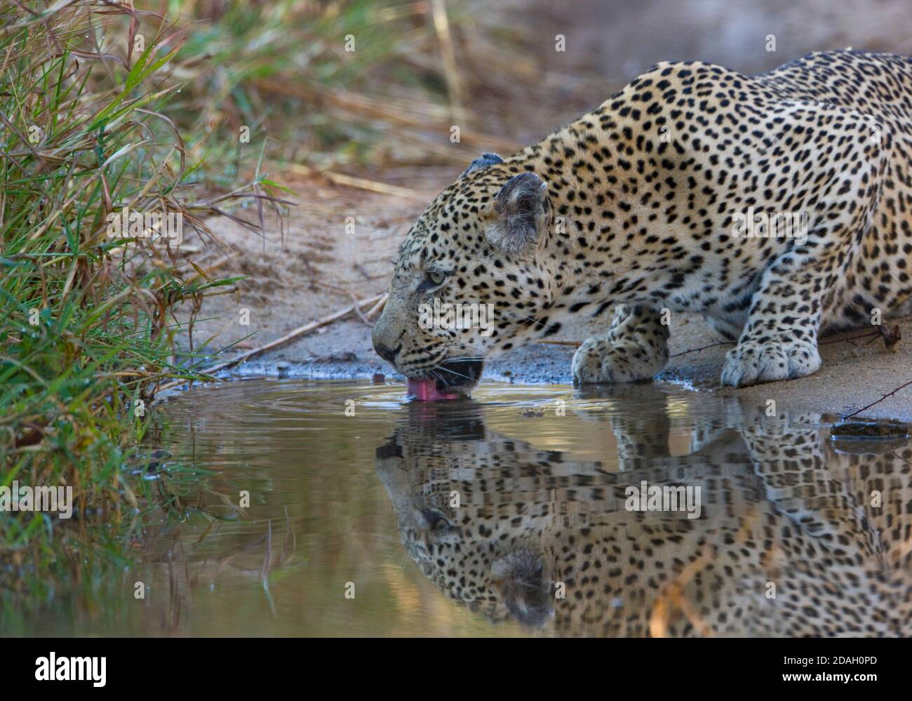 Leopard drinking water by a pond, reflection in the water, Kruger ...