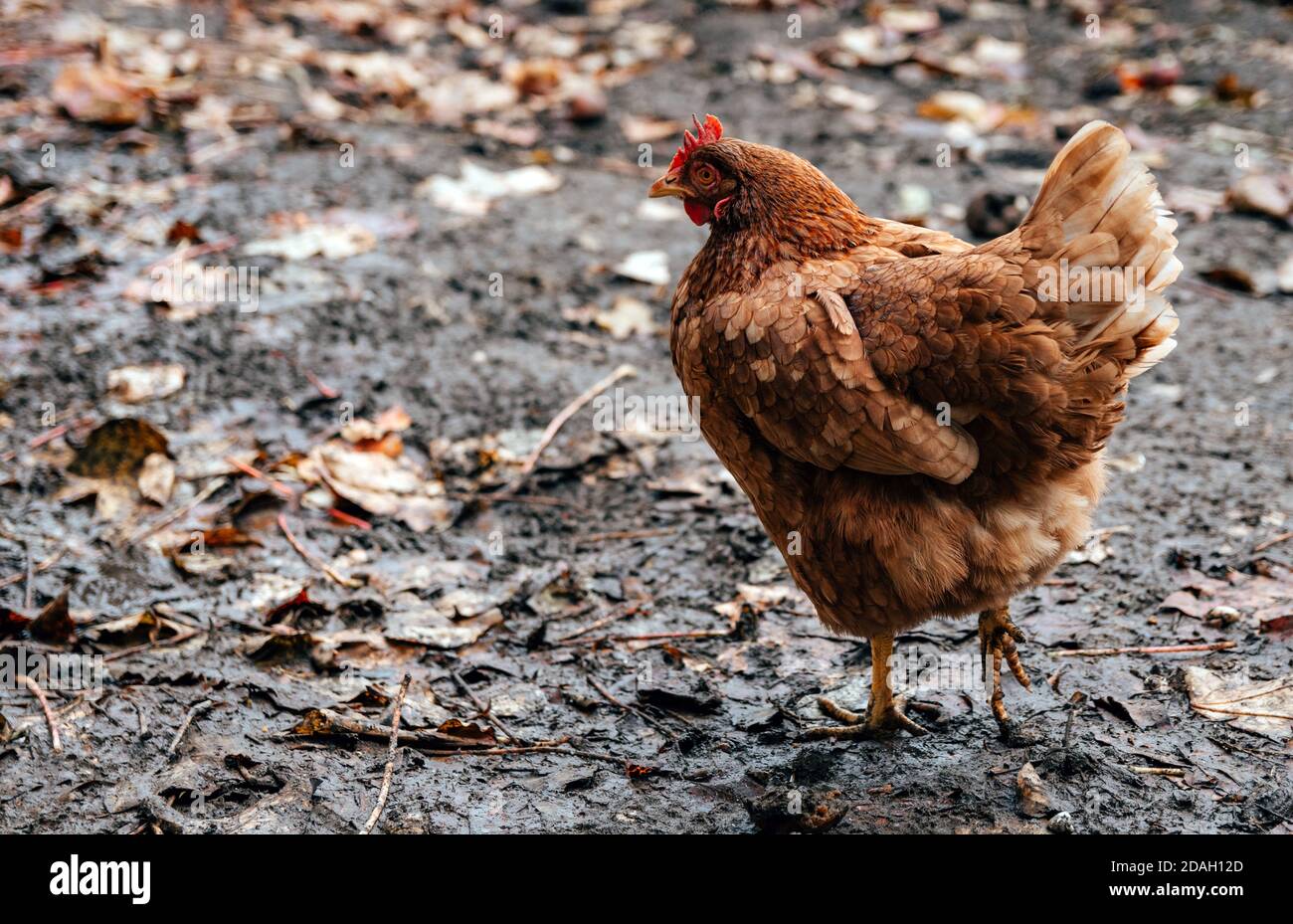 Fluffy brown chicken on a farm Stock Photo - Alamy
